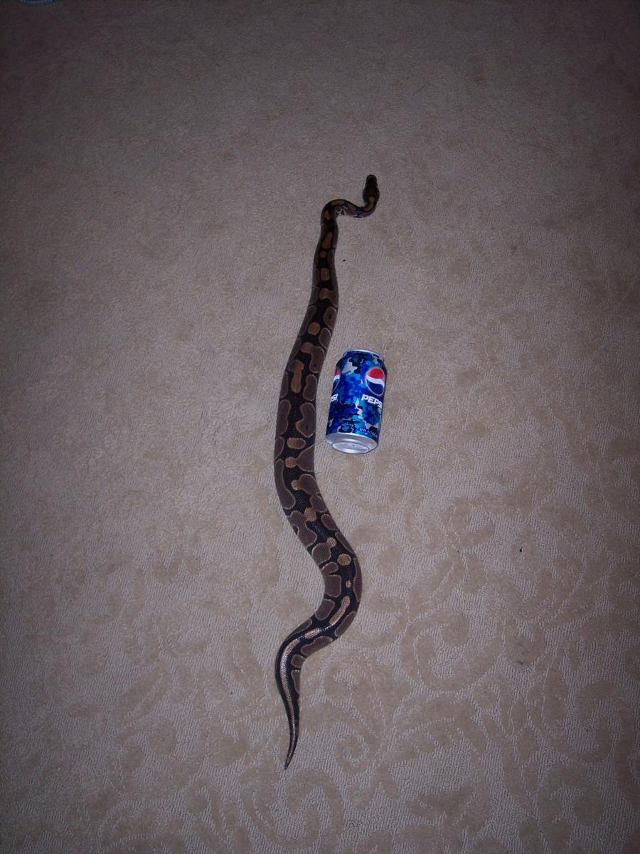 Pictures Of Your Adult Ball Python