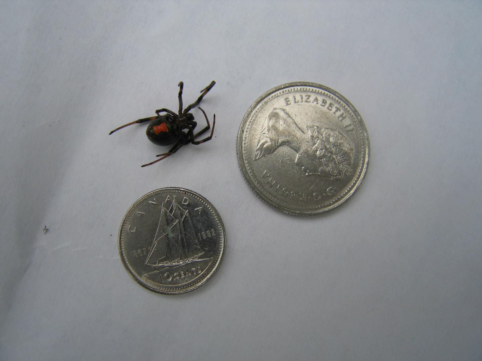 Black Widow found in Grapes in Canada...?!?!?!